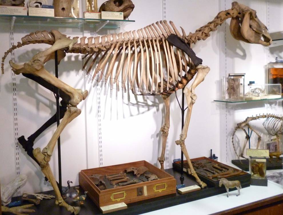 Profile: Grant Museum of Zoology | Syracuse University London